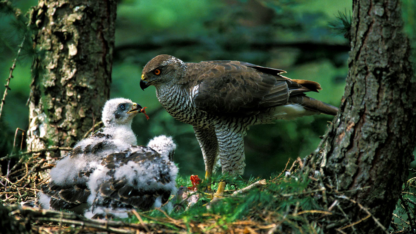 Goshawk (Accipiter gentilis) - British Birds - Woodland Trust