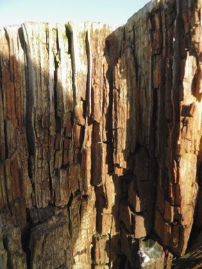 Warsash Common - Woodland Trust