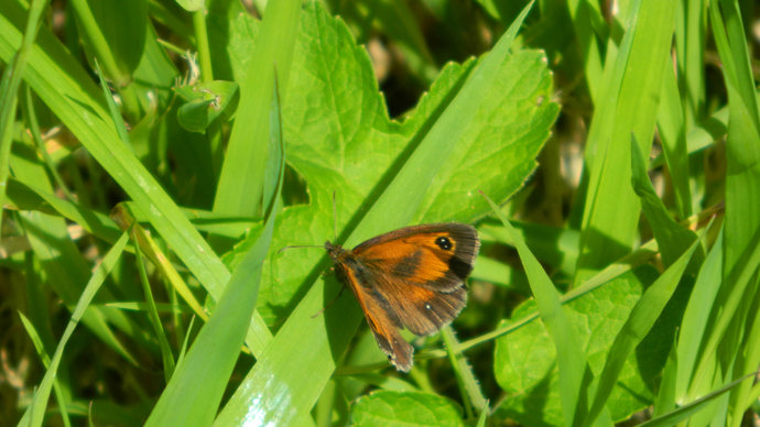 Warsash Common - Woodland Trust