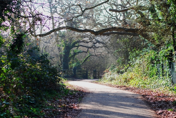 West of the River Alver LNR - Woodland Trust