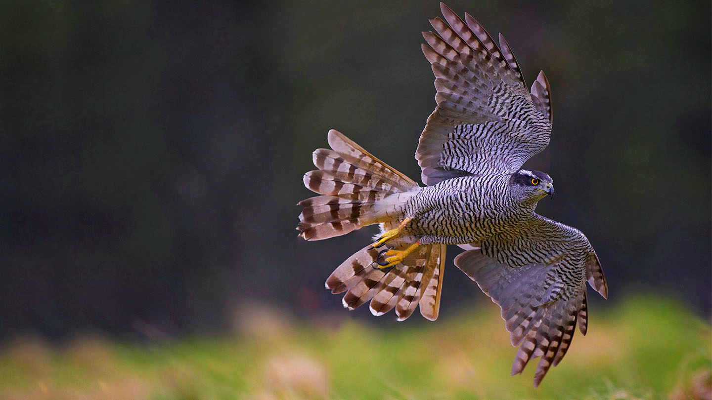 Female Goshawk In Trees