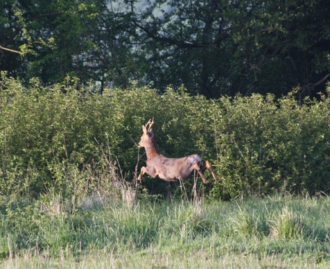 Merrow Downs - Woodland Trust