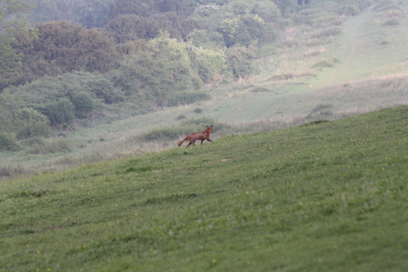 Merrow Downs - Woodland Trust