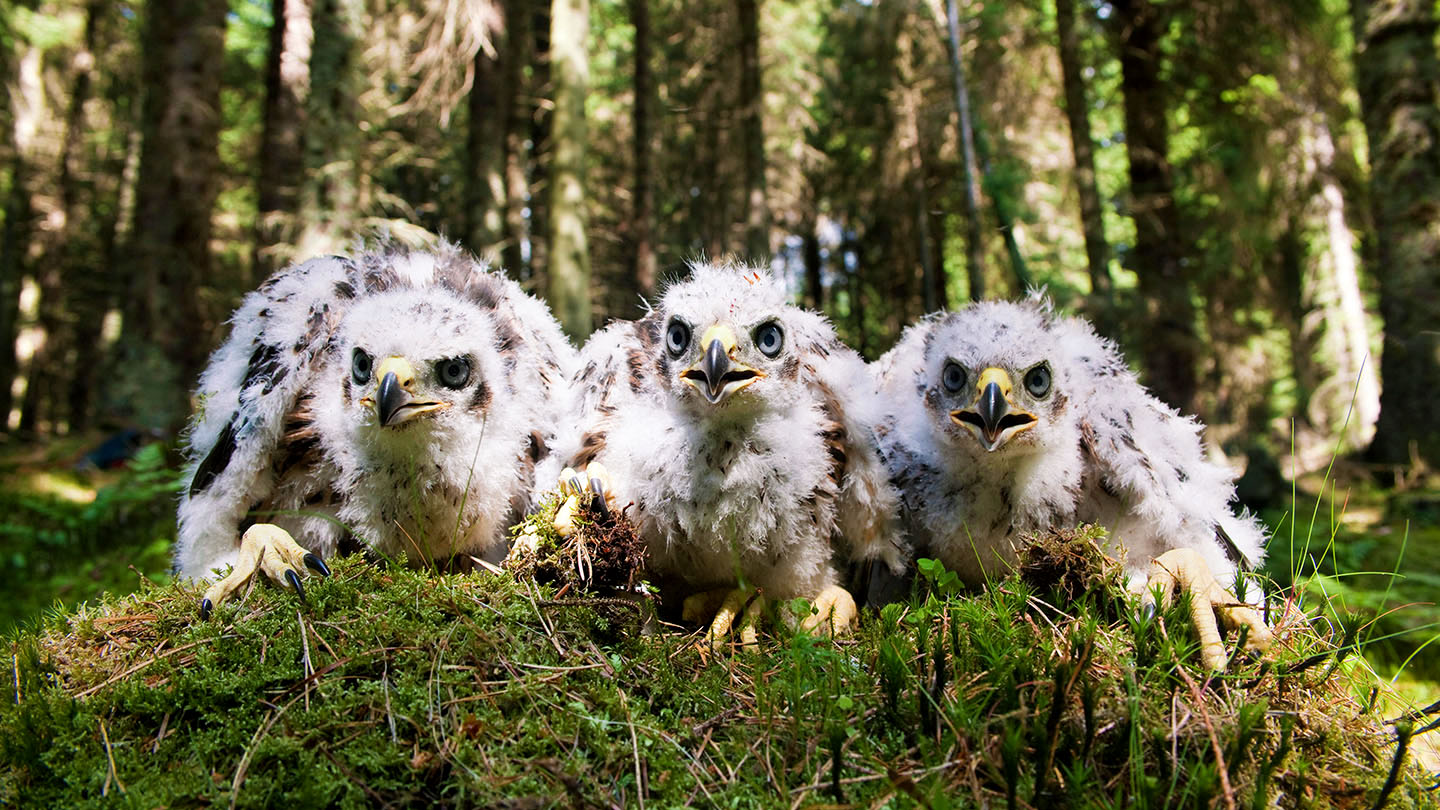 Goshawk (Accipiter gentilis) - British Birds - Woodland Trust