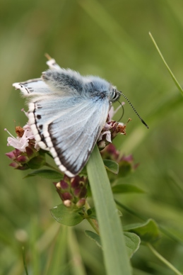 Merrow Downs - Woodland Trust