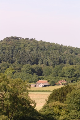 Merrow Downs - Woodland Trust