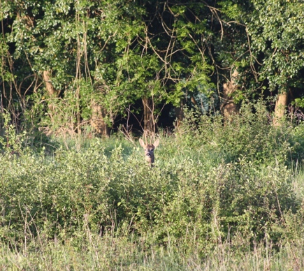 Merrow Downs - Woodland Trust