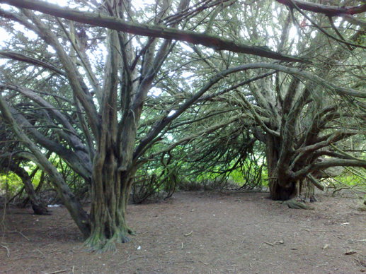 Merrow Downs - Woodland Trust