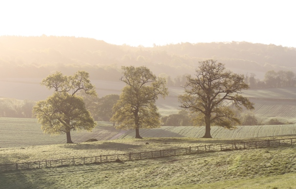 Merrow Downs - Woodland Trust