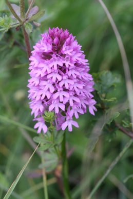 Merrow Downs - Woodland Trust