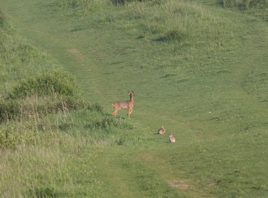 Merrow Downs - Woodland Trust