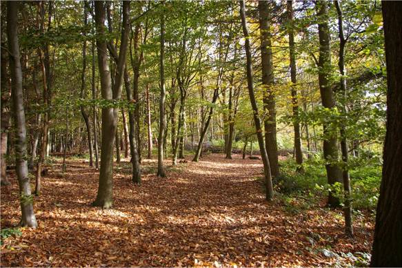 Chantry Wood - Woodland Trust