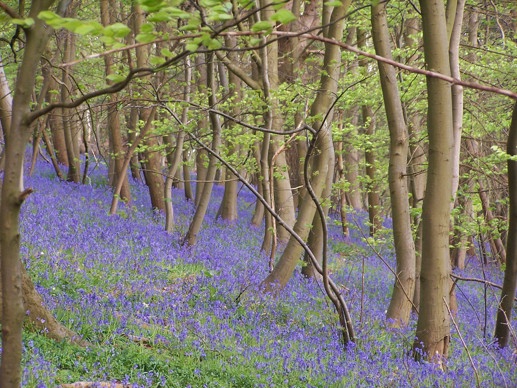 Chantry Wood - Woodland Trust