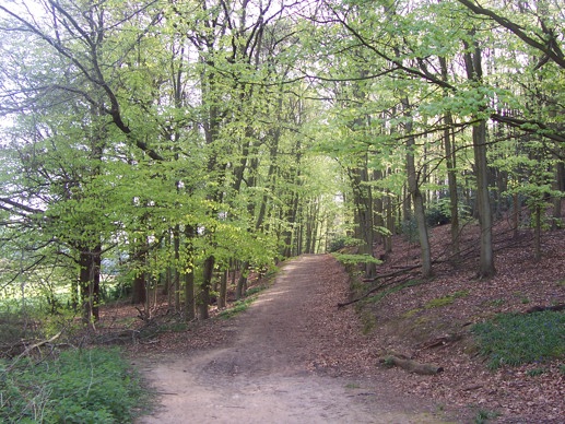 Chantry Wood - Woodland Trust