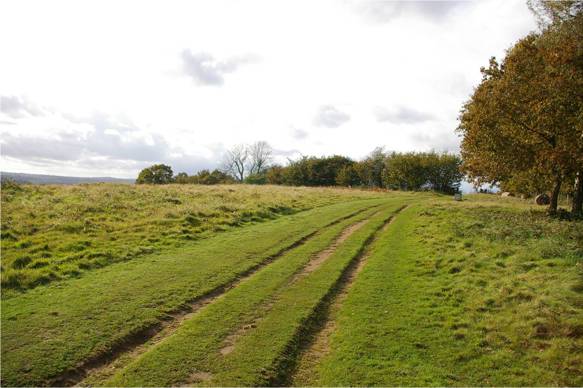 Chantry Wood - Woodland Trust