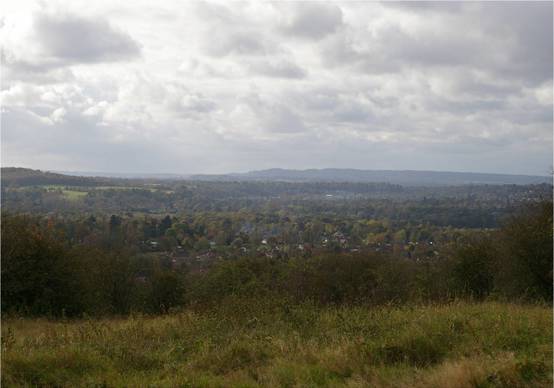 Chantry Wood - Woodland Trust