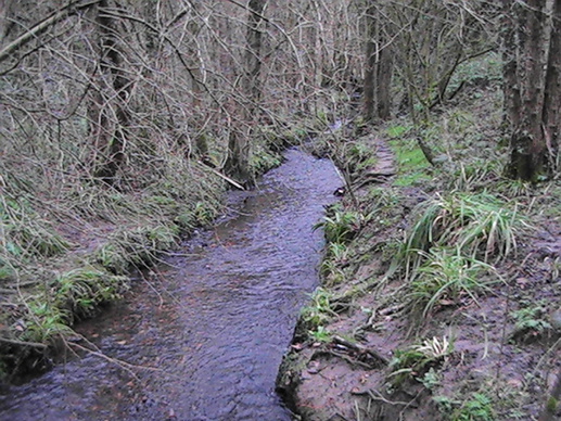 Hurst Wood - Woodland Trust