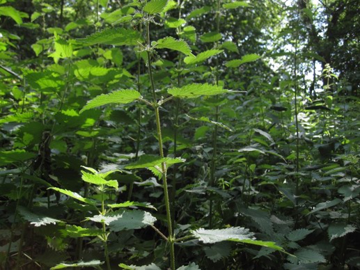 Woodhall Spinney - Woodland Trust