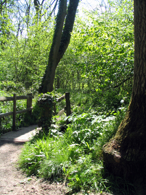 Burbage Common And Woods - Woodland Trust
