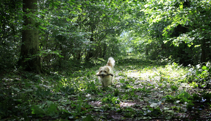 Burbage Common And Woods - Woodland Trust