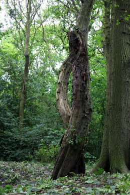 Burbage Common And Woods - Woodland Trust