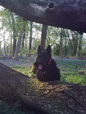 Burbage Common And Woods - Woodland Trust