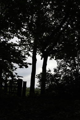 Burbage Common And Woods - Woodland Trust