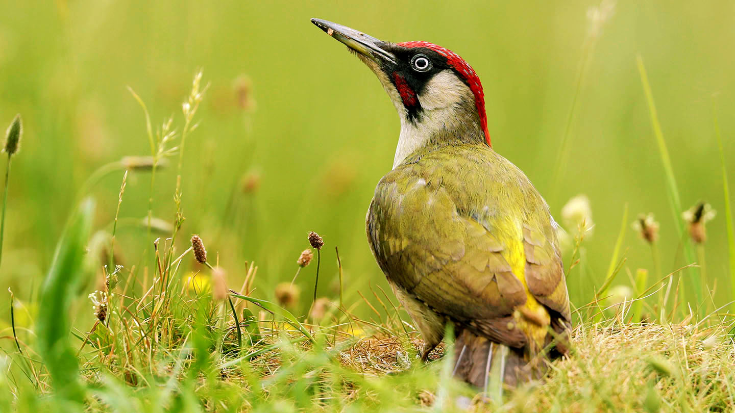 Green Woodpecker (Picus viridis) - Woodland Trust