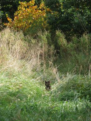 Nuneaton & Bedworth Woodlands - Woodland Trust
