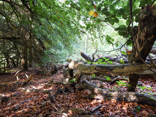 Banstead Woods - Woodland Trust