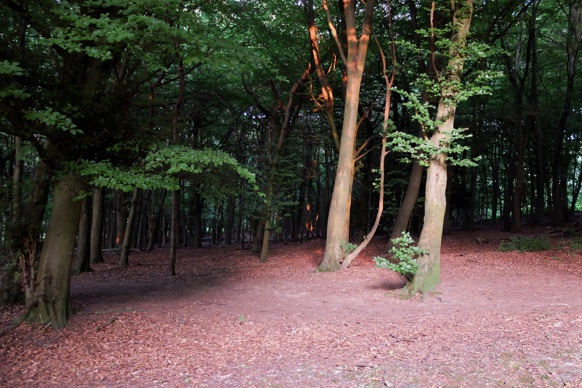 Banstead Woods - Woodland Trust