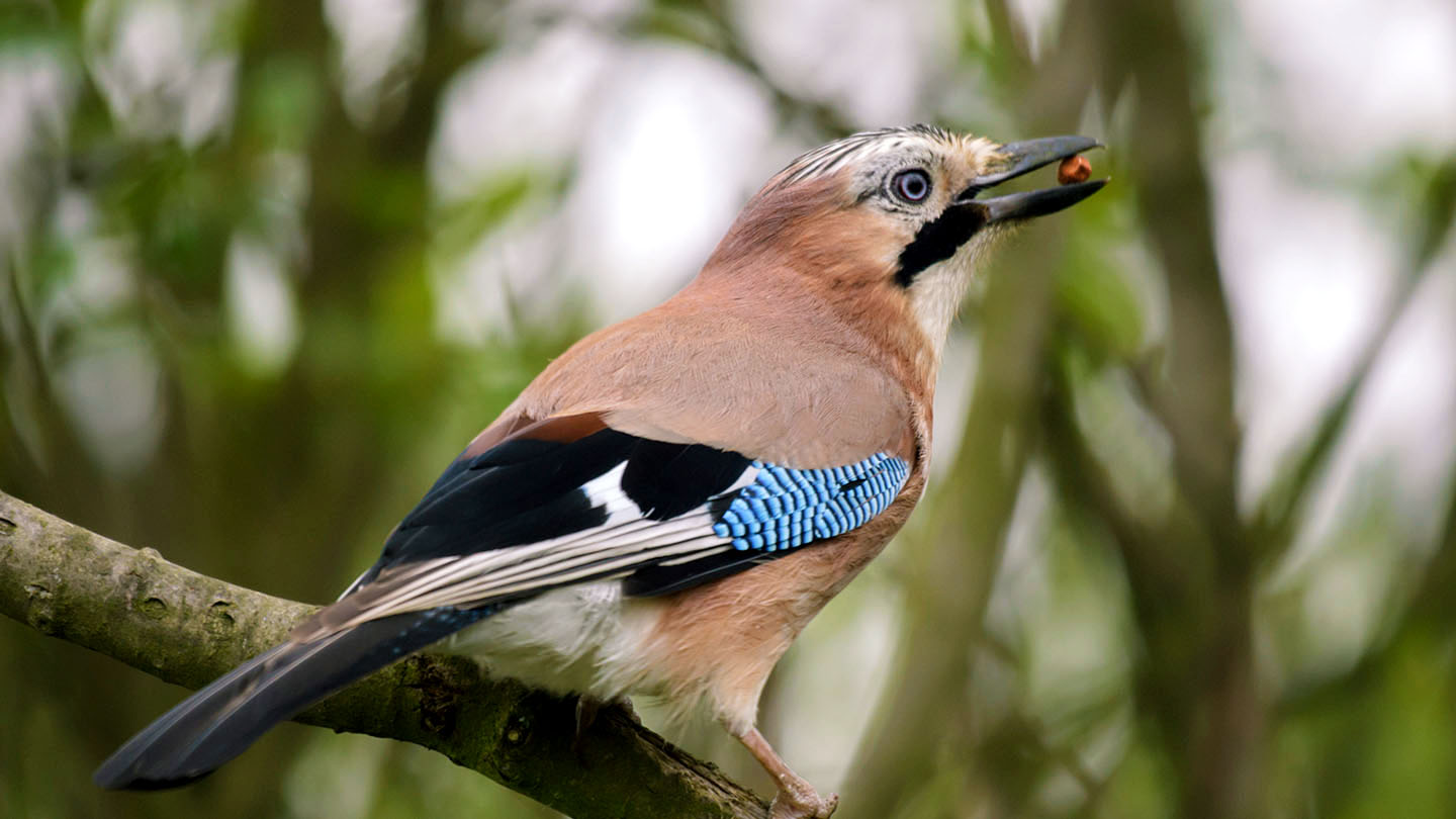 Jay (Garrulus glandarius) - British Birds - Woodland Trust