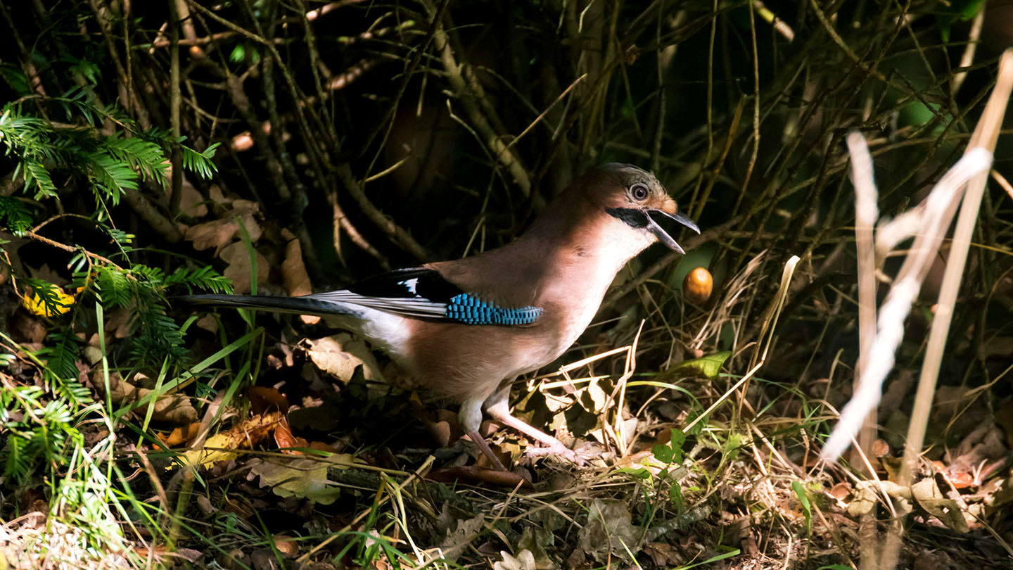 Jay (Garrulus glandarius) - British Birds - Woodland Trust