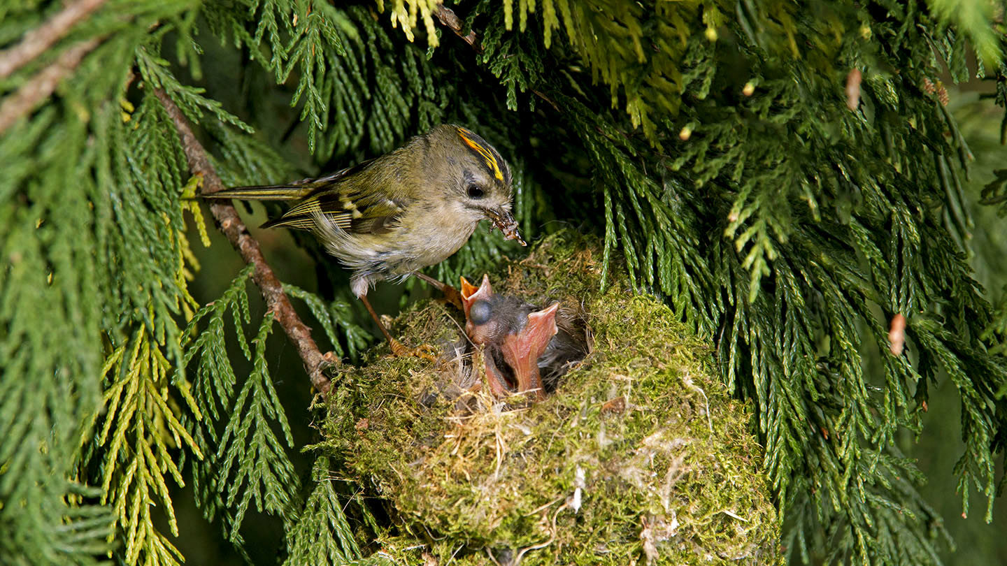 Goldcrest (Regulus regulus) - British Birds - Woodland Trust