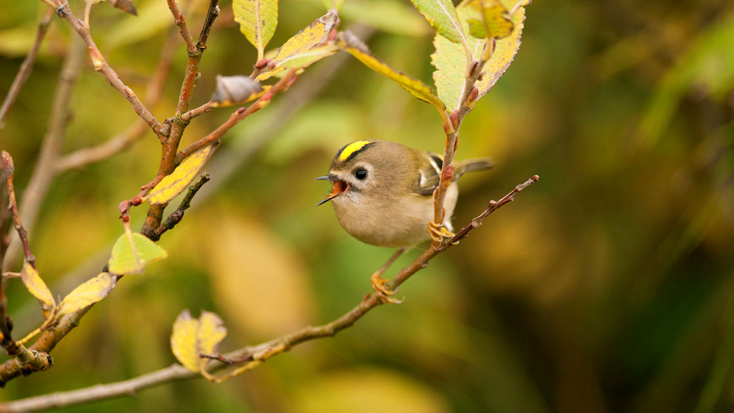 Goldcrest (Regulus regulus) - British Birds - Woodland Trust
