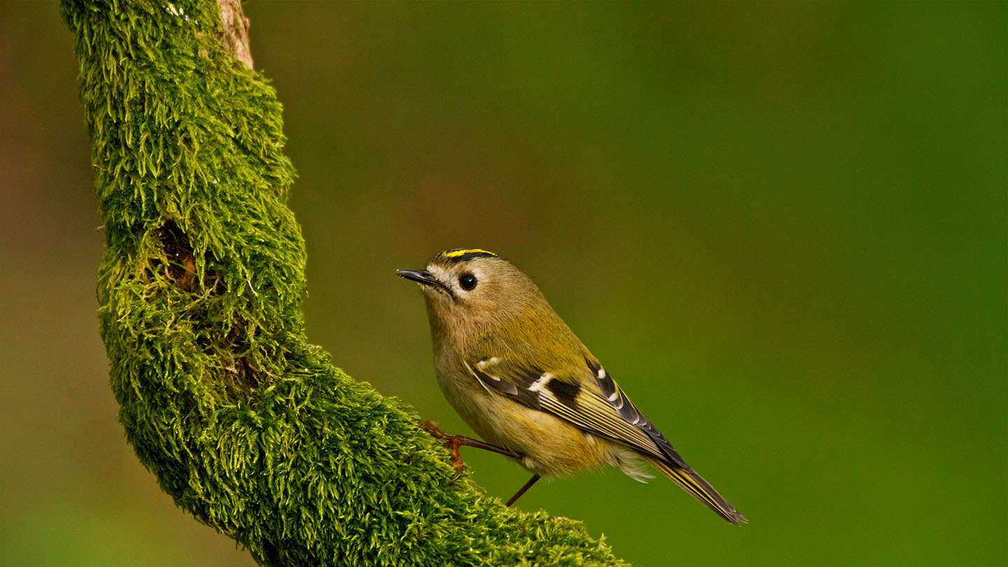 Goldcrest (Regulus regulus) - British Birds - Woodland Trust