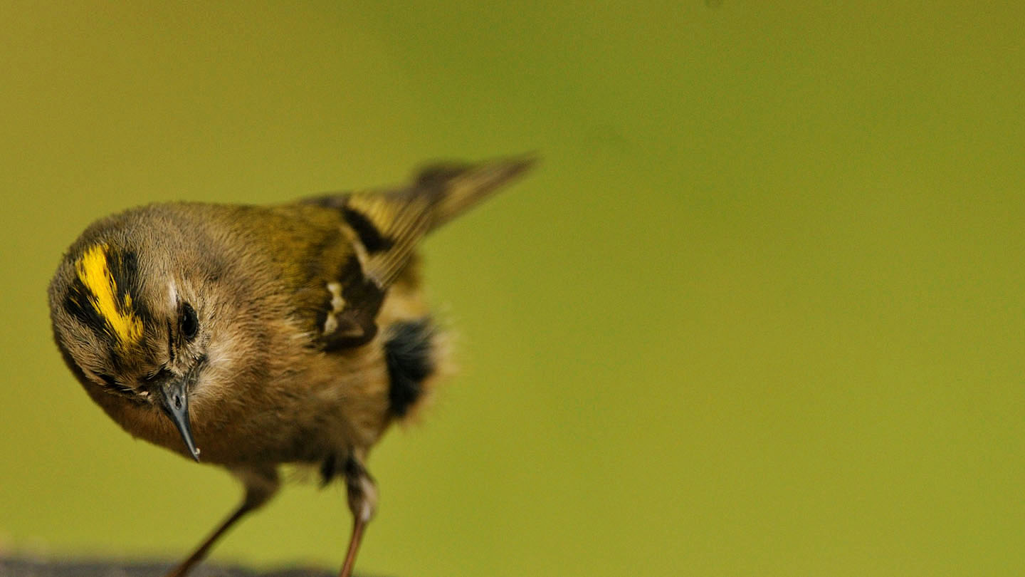 Goldcrest (Regulus regulus) - British Birds - Woodland Trust