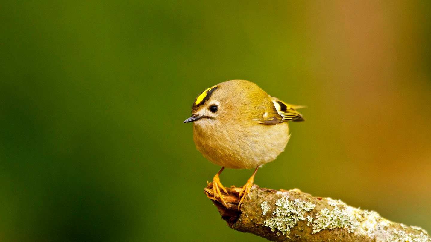 Goldcrest (Regulus regulus) - British Birds - Woodland Trust