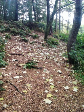 Raincliffe Woods - Woodland Trust