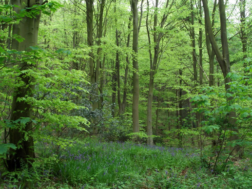 Raincliffe Woods - Woodland Trust