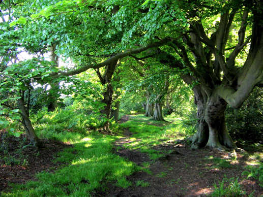 Raincliffe Woods - Woodland Trust