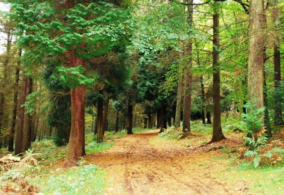 Raincliffe Woods - Woodland Trust