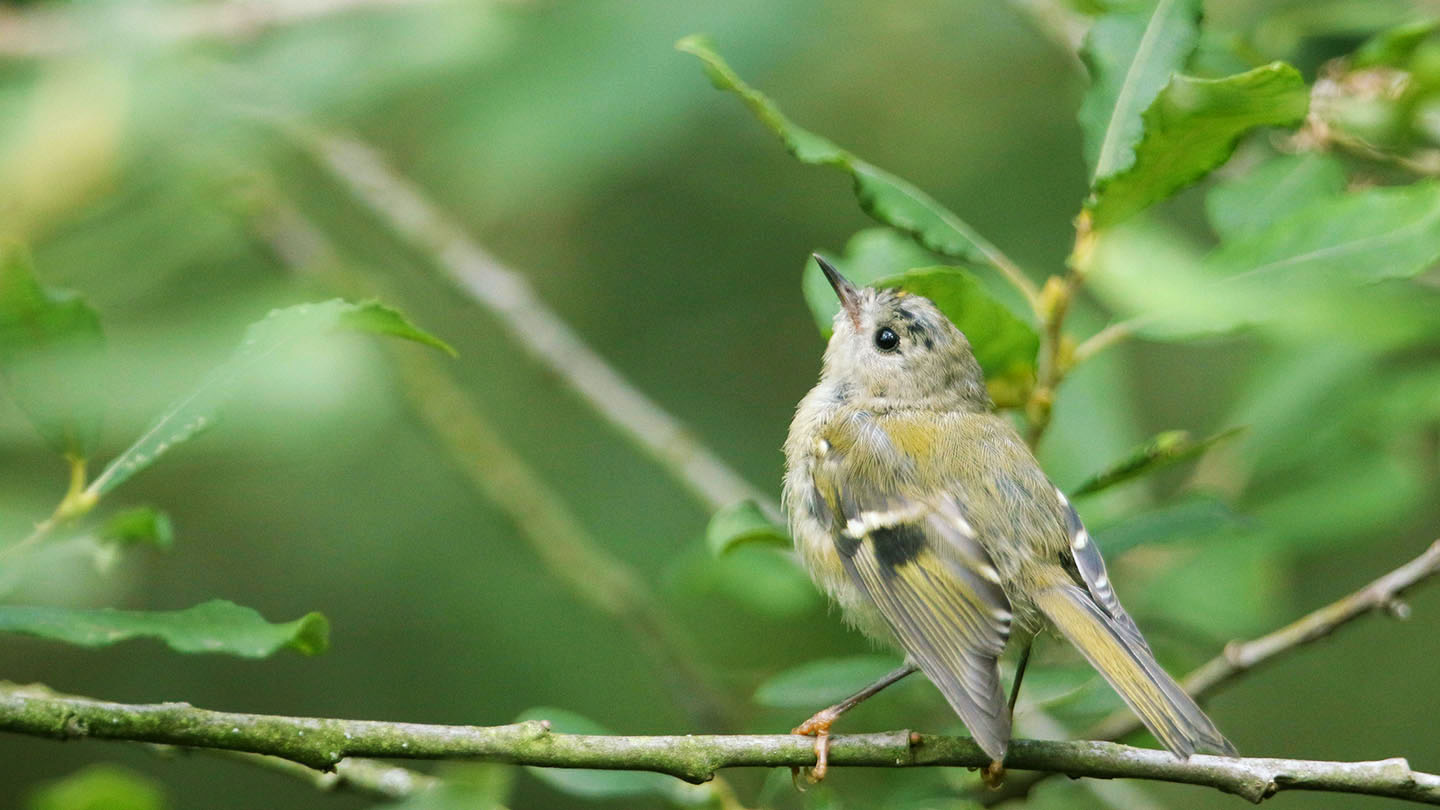 Goldcrest (Regulus regulus) - British Birds - Woodland Trust