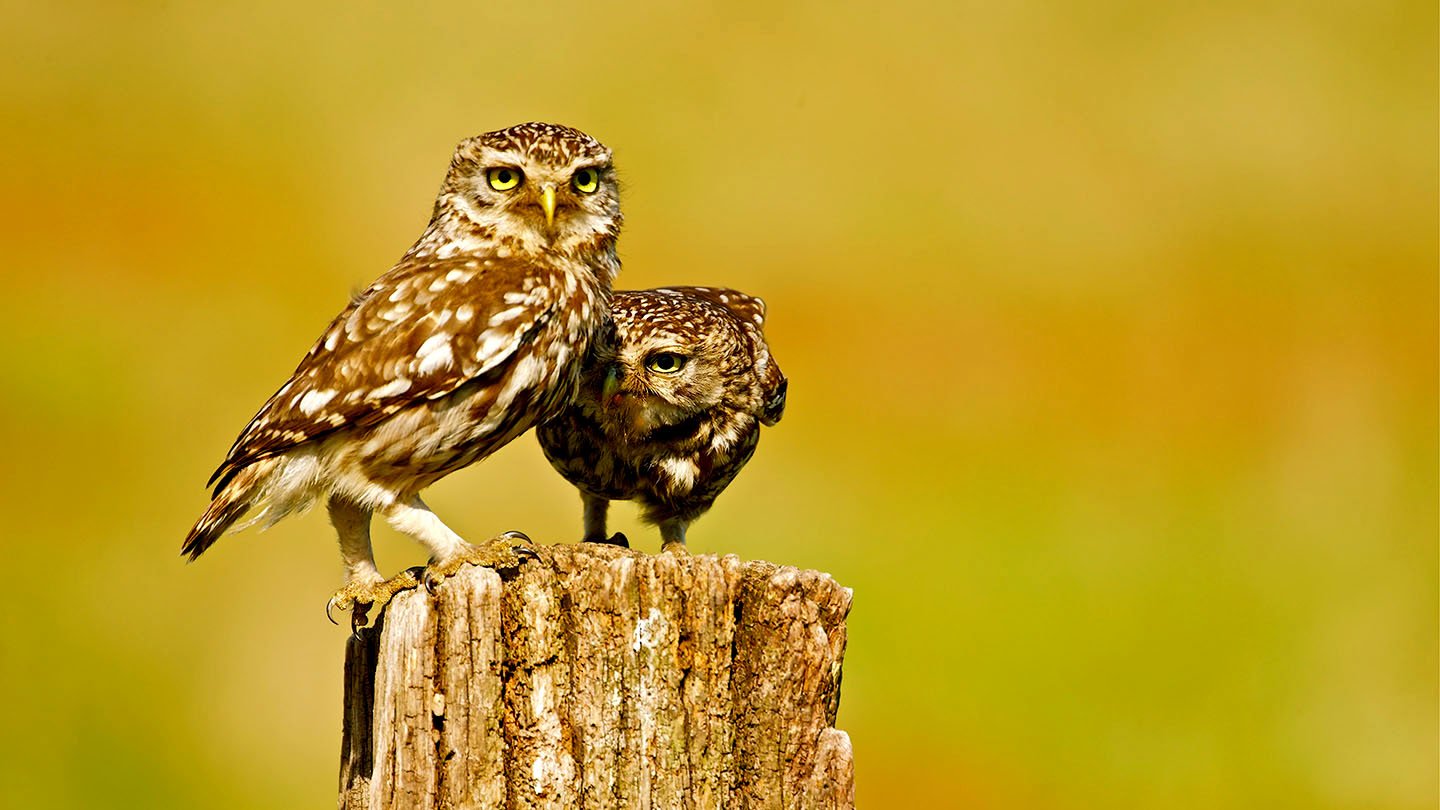 Little Owl (Athene noctua) - British Birds - Woodland Trust