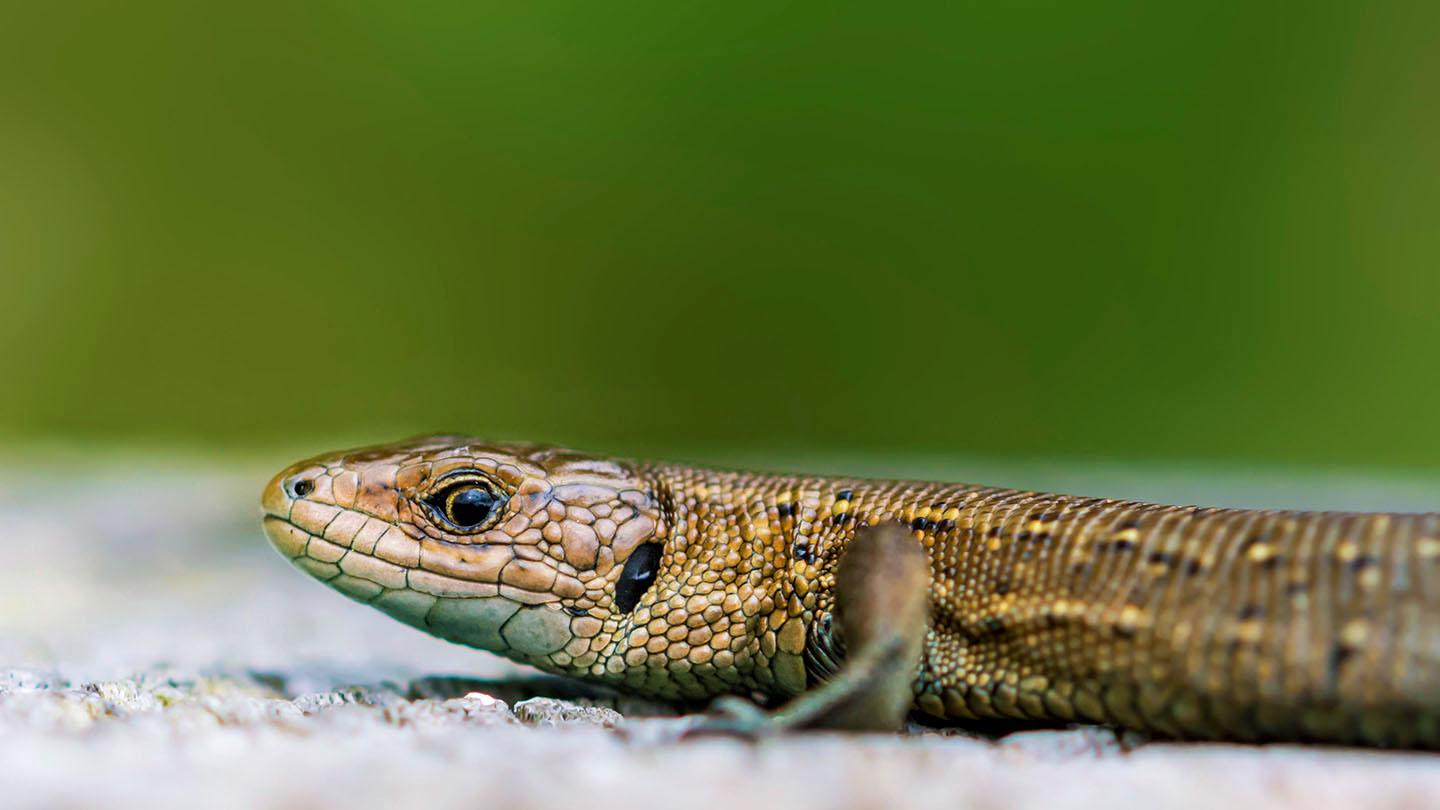 Common Lizard (Zootoca vivipara) - Woodland Trust