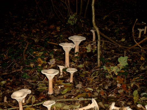 Ridlins Wood - Woodland Trust