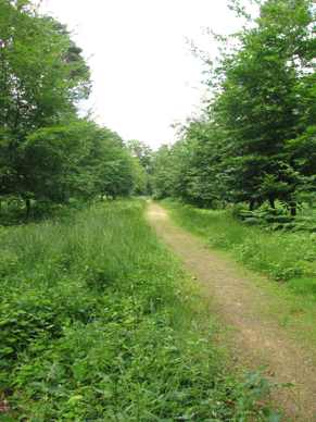Chobham Place Woods - Woodland Trust