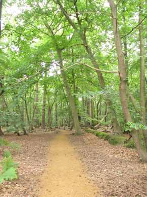 Chobham Place Woods - Woodland Trust