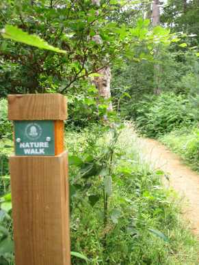 Chobham Place Woods - Woodland Trust