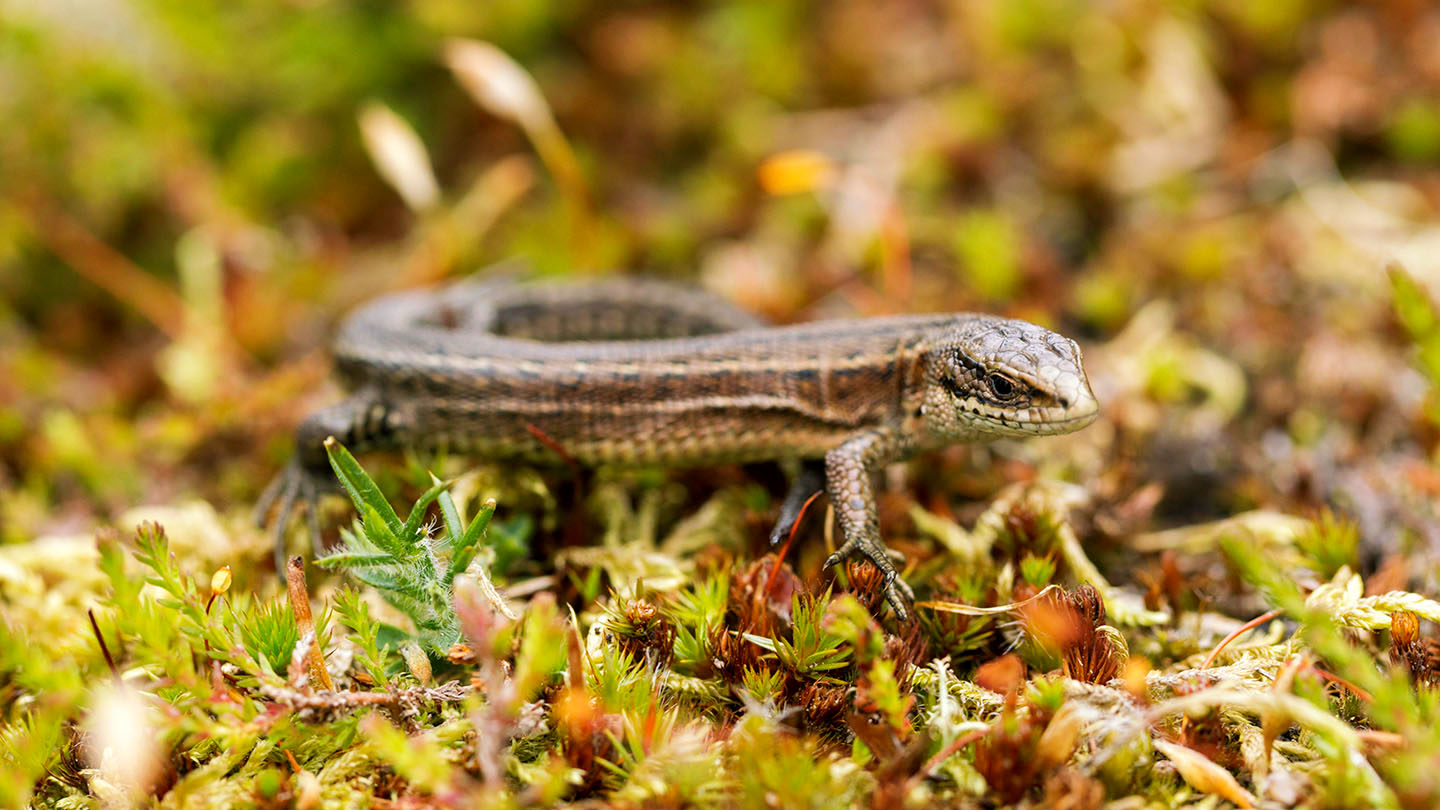 Common Lizard (Zootoca vivipara) - Woodland Trust